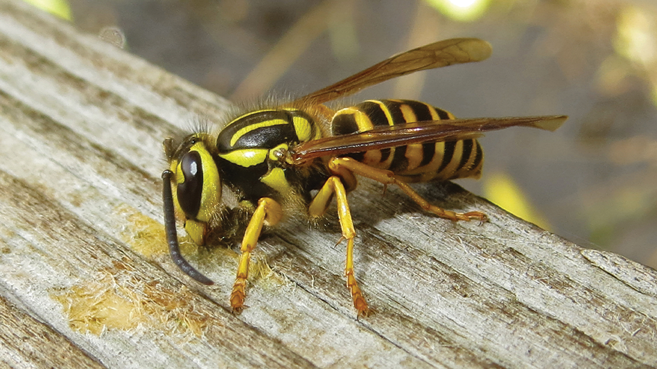 Evicting Yellowjackets - Pest Control Technology