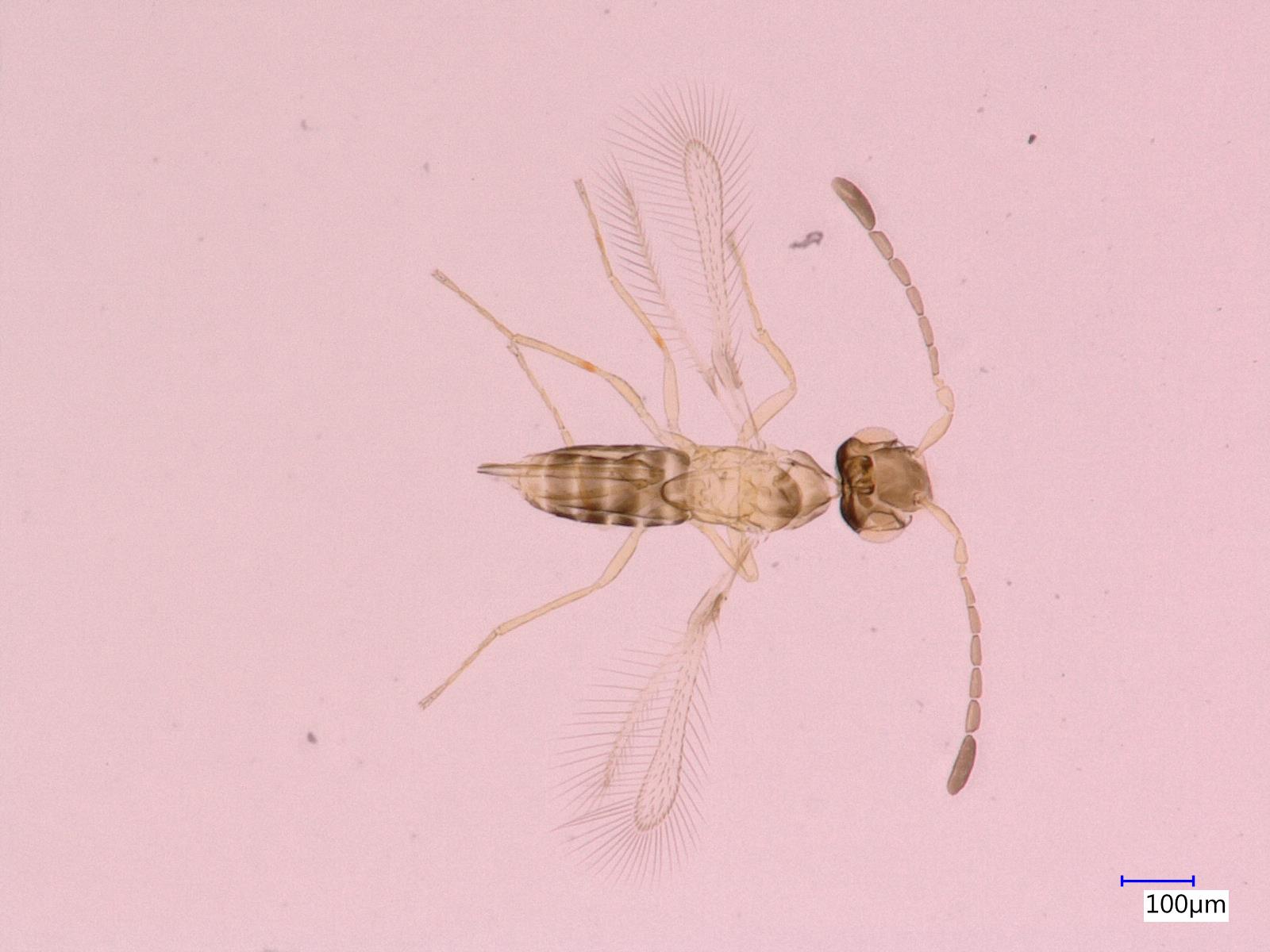 Can two native wasps help regulate invasive leafhopper populations ...