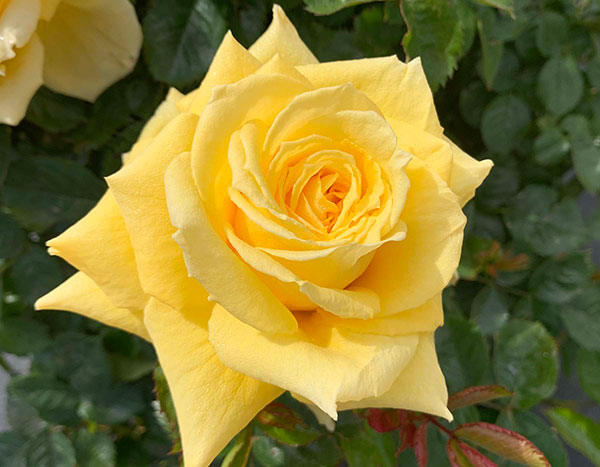 Star Roses and Plants introduces four new roses, including Triple Knock ...