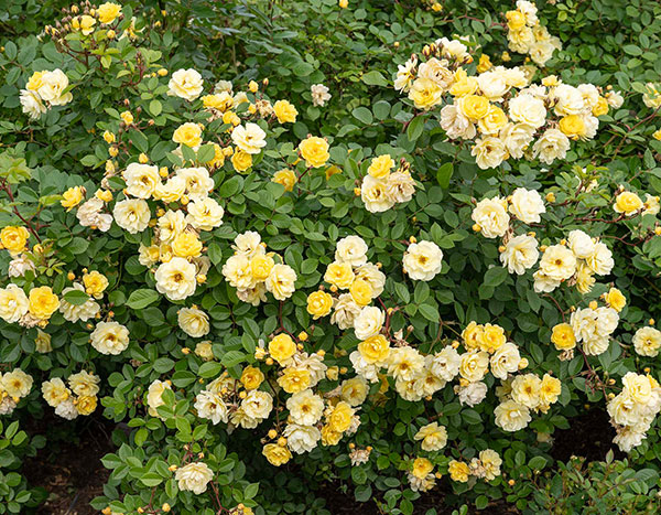 Star Roses and Plants introduces four new roses, including Triple Knock ...