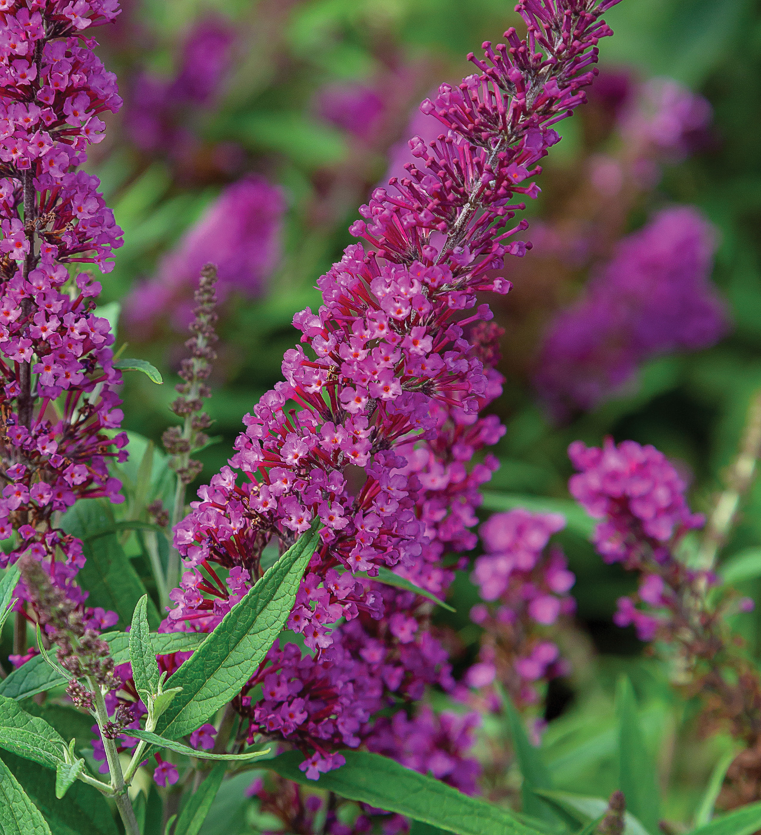 Discover new plants from Plant Development Services, Inc. - Nursery ...