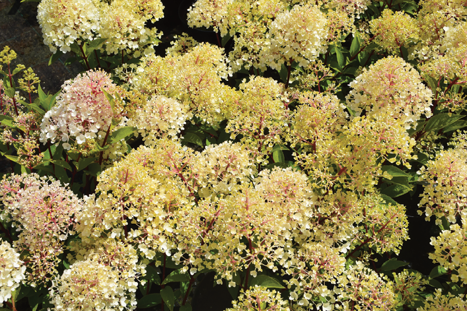 The world of hydrangeas - Nursery Management