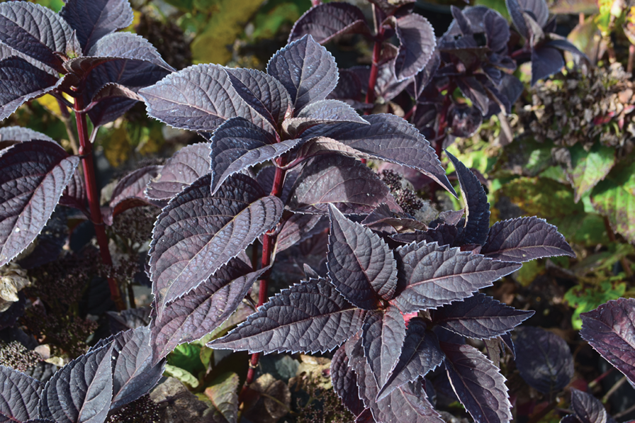 The world of hydrangeas - Nursery Management