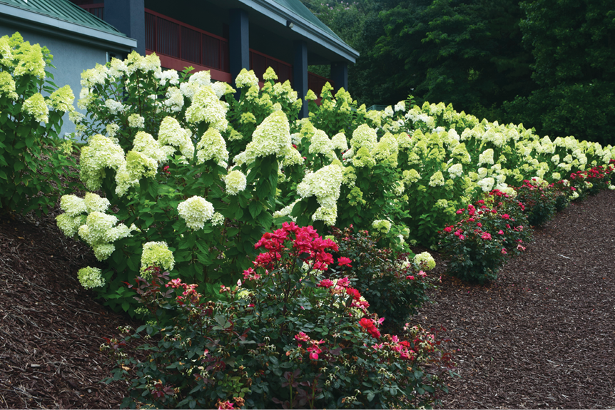 The world of hydrangeas - Nursery Management