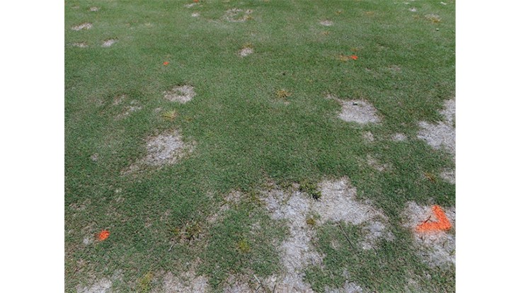 Turf treatment - Lawn & Landscape