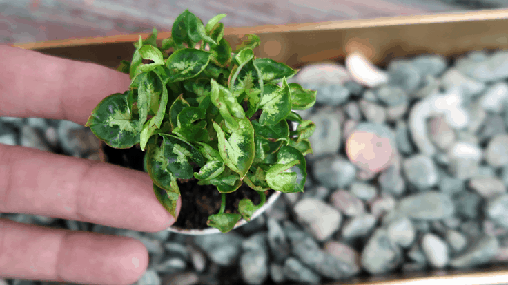 Big opportunities with tiny plants - Garden Center