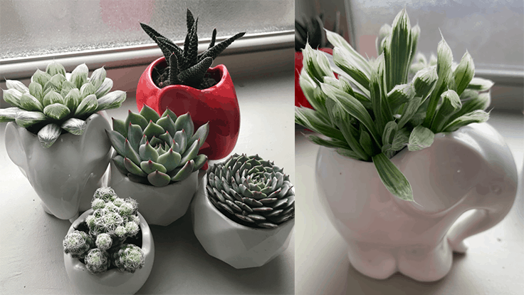 Small plants, big profits - Garden Center