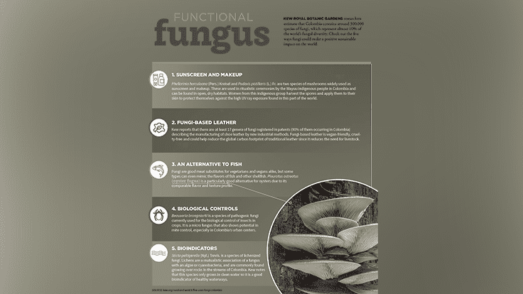 Functional fungus - Garden Center
