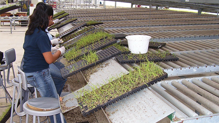 Design transplanting work stations for efficiency - Greenhouse Management