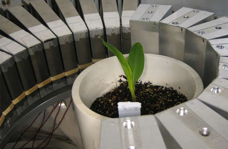 A look inside plants - Greenhouse Management