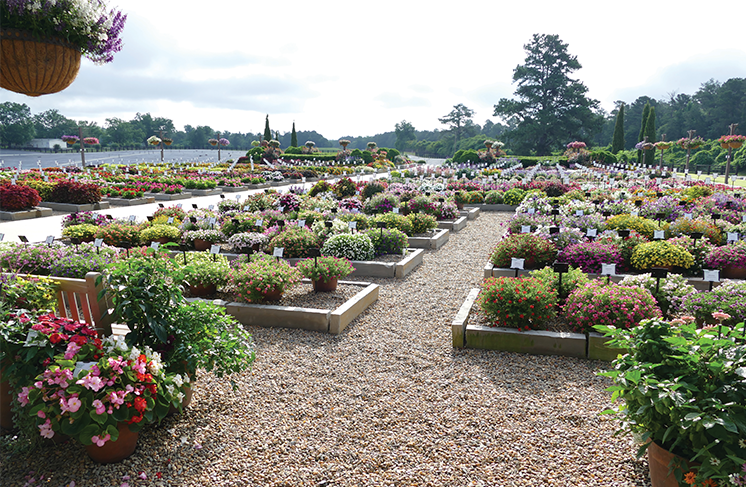 Top plant performers - Greenhouse Management