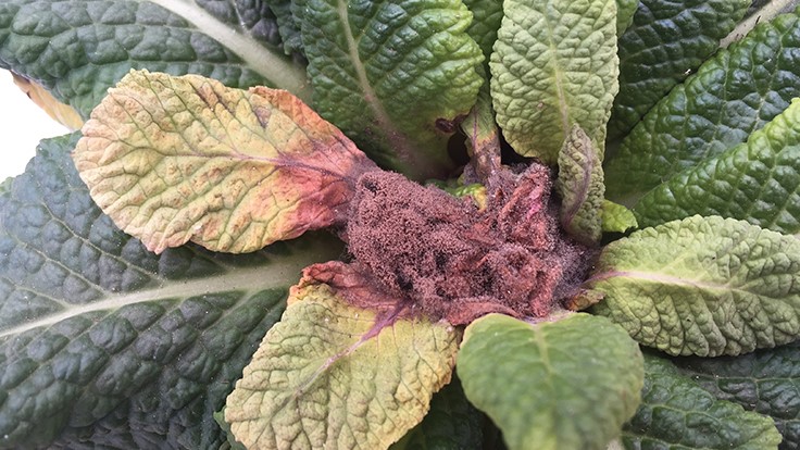 What is pesticide resistance? - Greenhouse Management