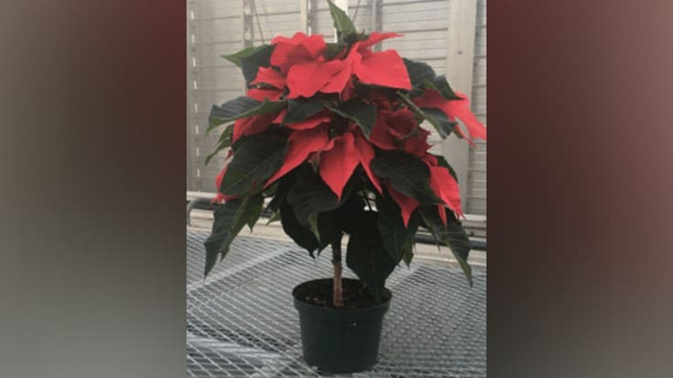Poinsettia trees 101 - Greenhouse Management