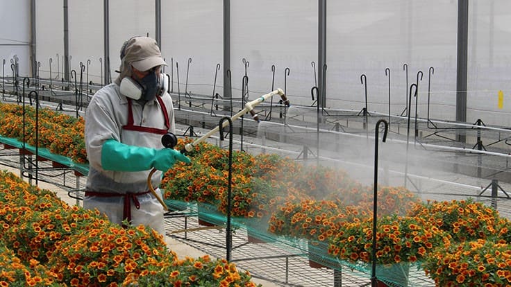 How to integrate biopesticides and manage resistance - Greenhouse ...