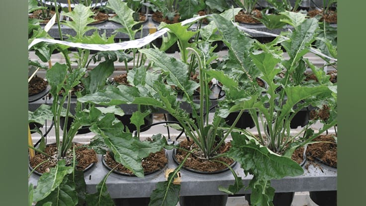 Hydroponic cut flower production - Greenhouse Management