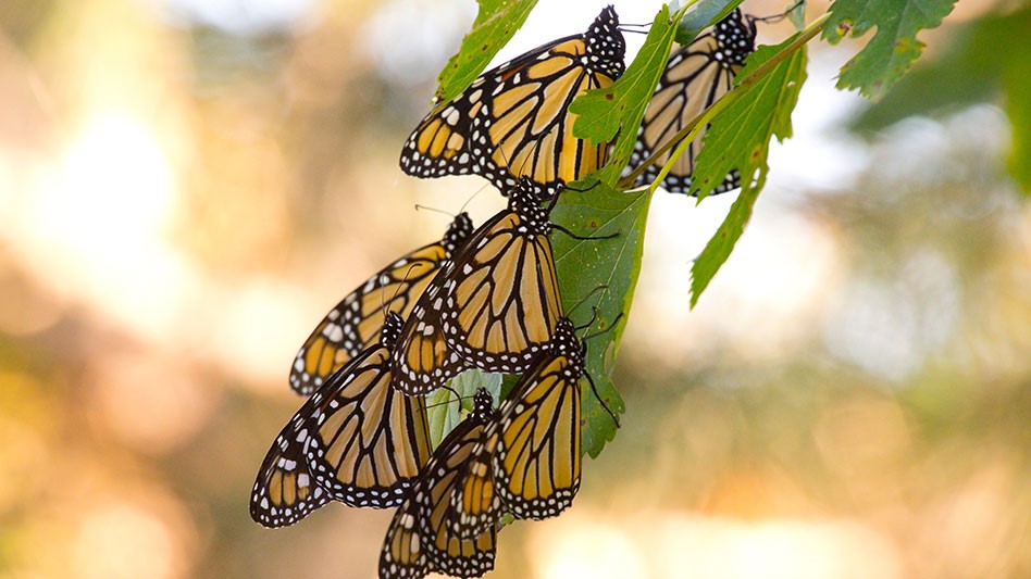 Endangered & beloved - Greenhouse Management