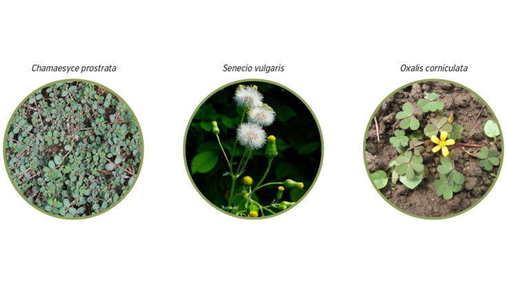 Do you have a weed, noxious weed, invasive weed or superweed? - Nursery ...