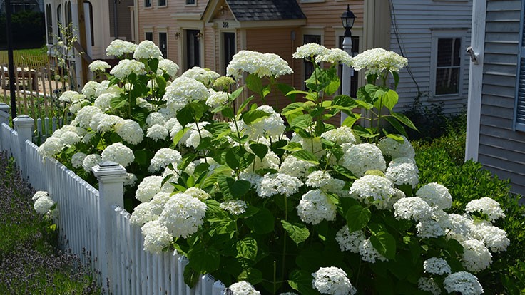 Hydrangea arborescens - Nursery Management
