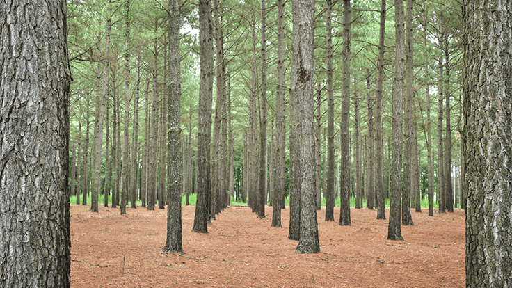Horticultural uses of bark and bark products - Nursery Management