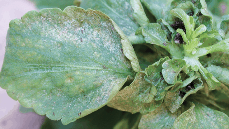 Improve your pesticide controls with the help of IRAC/FRAC groups ...