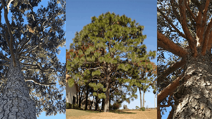 In praise of Pinus sp. - Nursery Management