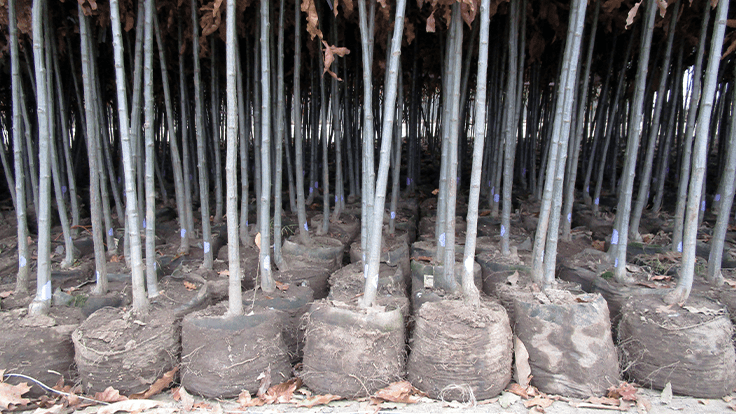 Accelerated growth - Nursery Management