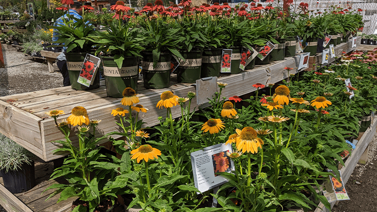 Quality containers - Nursery Management