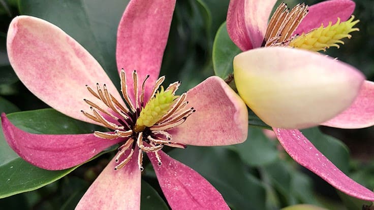 Southern Living Plant Collection & Sunset Western Plant Collection ...