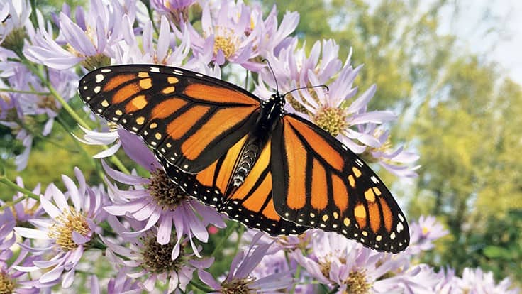 The plight of the monarch - Nursery Management