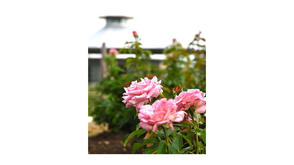 Genetics tools speed hybridization - Nursery Management