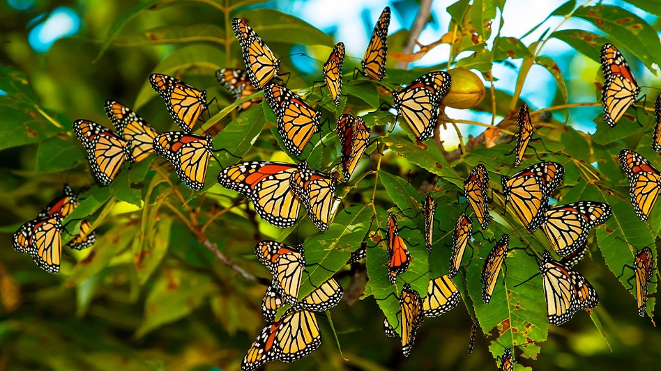 Endangered & beloved - Nursery Management