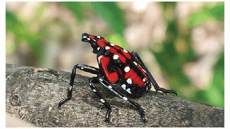 Spotted Lanternfly Education Crucial as Treatments Develop - Pest ...