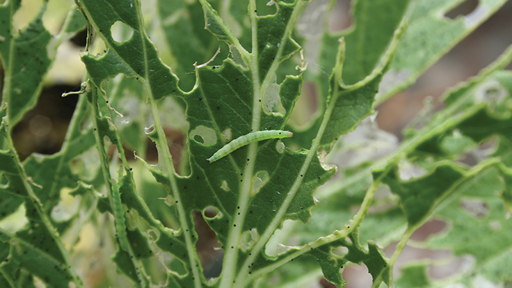 How to properly use Btk - Produce Grower