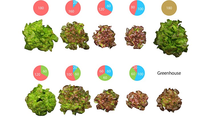 Green and blue LED lighting - Produce Grower