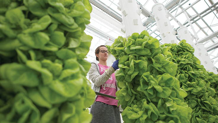 Micro farm, macro impact - Produce Grower