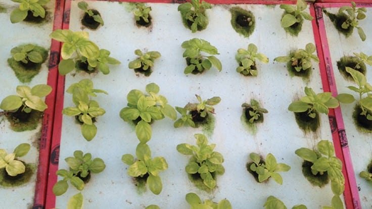 Pythium root rot on hydroponically grown basil and spinach - Produce Grower