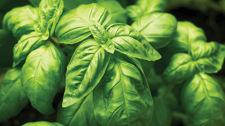 How temperature and light affect basil production - Produce Grower