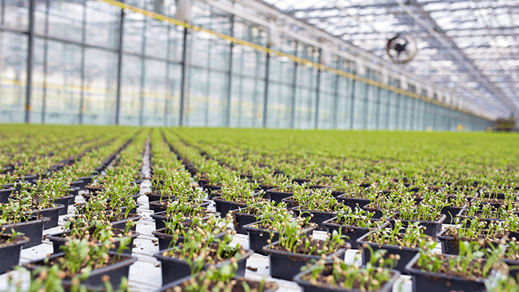 Controlling containerized herb growth - Produce Grower