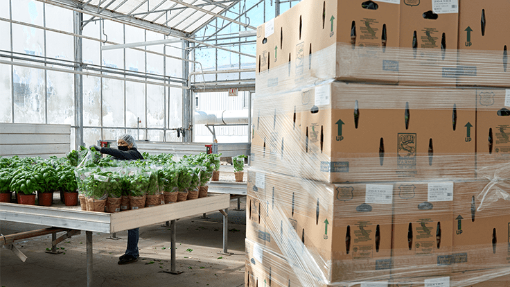 Blasting off again - Produce Grower