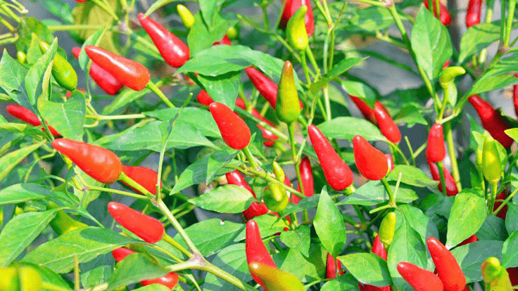 11 All-America Selections' pepper varieties to grow - Produce Grower