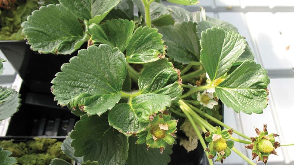 Avoiding tipburn on strawberries - Produce Grower